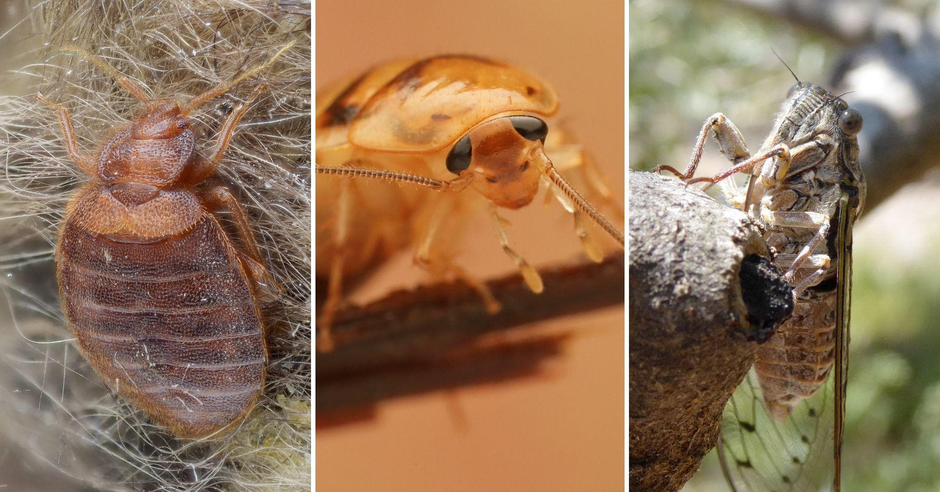 The 14 Most Annoying Insects, Ranked