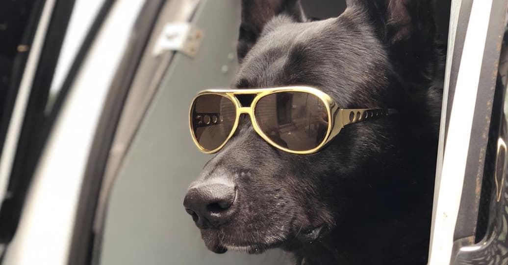 15 Impressive Police Dogs Hard At Work