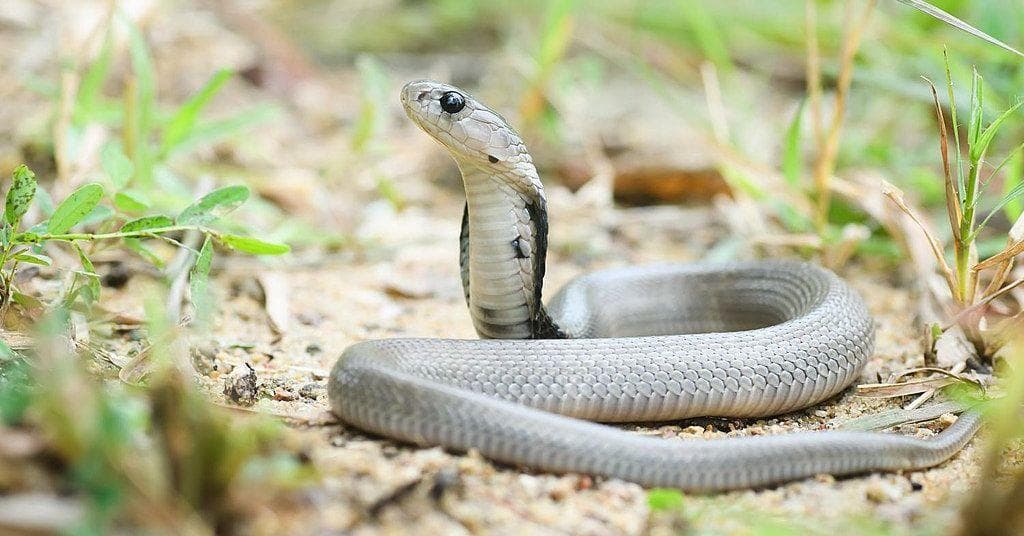 13 Nature Myths We Believed Until 2022