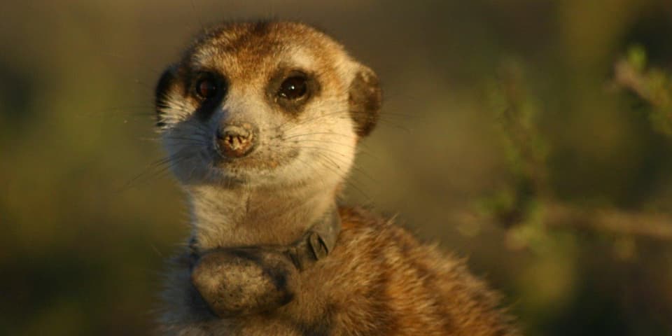 Every Season Of 'Meerkat Manor', Ranked