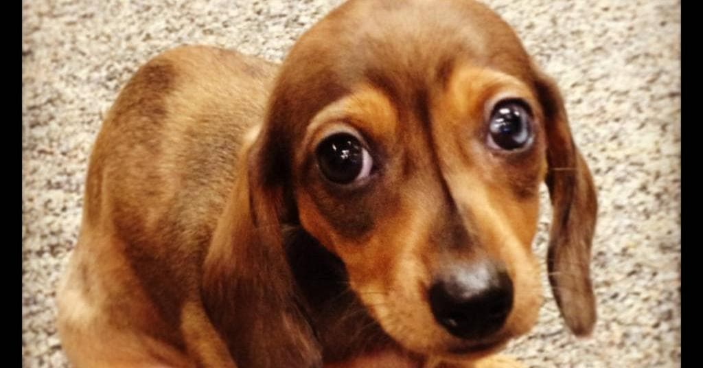 Sad Pets | Cats & Dogs Who Don't Want You to Leave