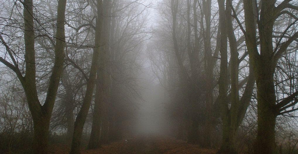 12 Super Haunted Forests You Never Want To Get Lost In
