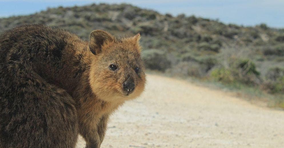 The Cutest Marsupials You've Never Heard Of