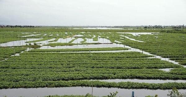 Famous People From Cambodia | List of Celebrities Born in Cambodia