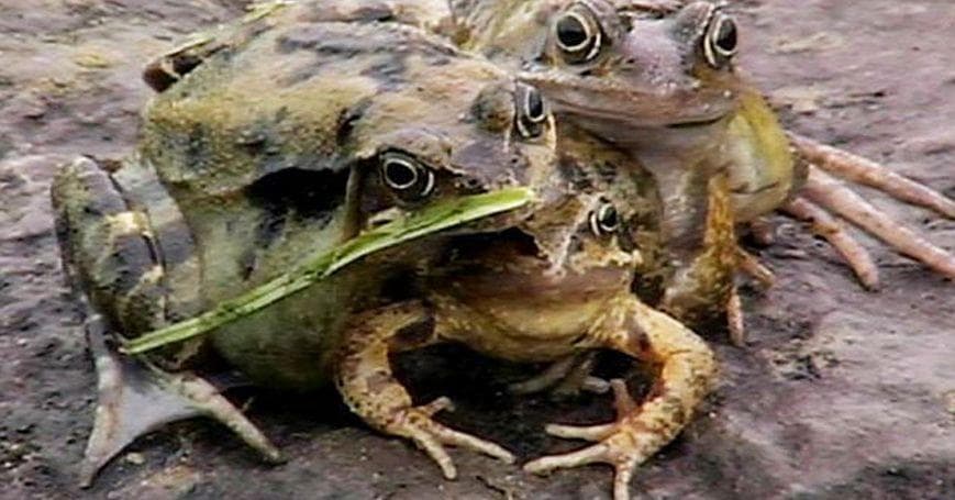 15 Animals Born With Bizarre Genetic Mutations (Photos)