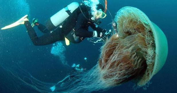 Jellyfish Facts, Interesting Trivia About Jellyfish