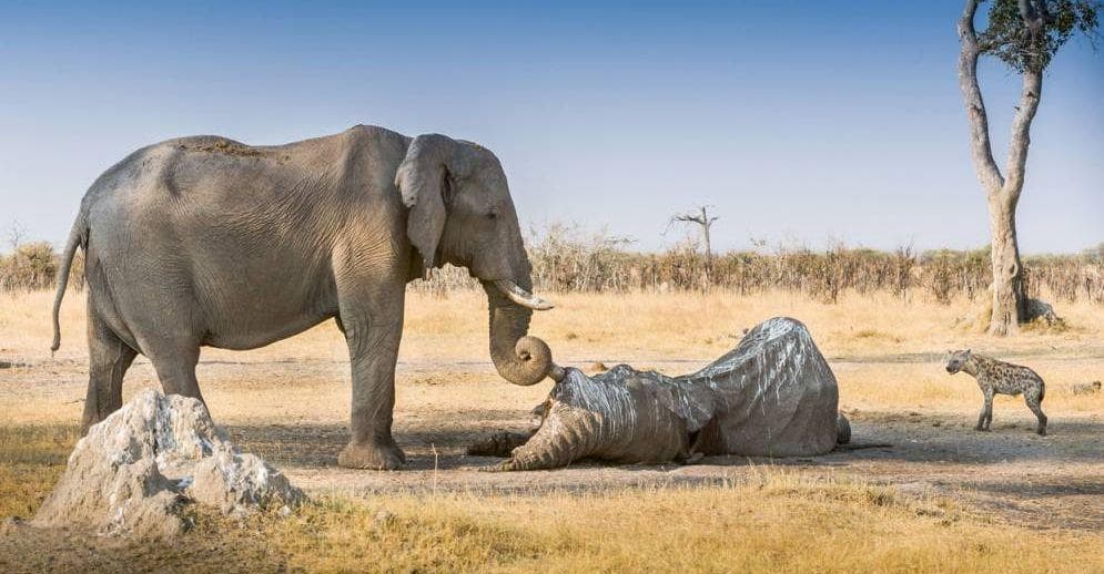 12 Touching Animal Death Rituals That Will Make You Tear Up