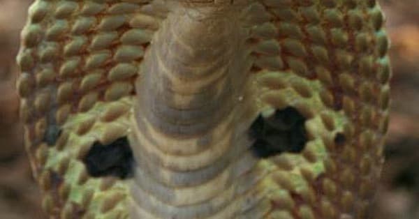 Cobra Effect Examples | Unintended Consequences Caused by Solutions