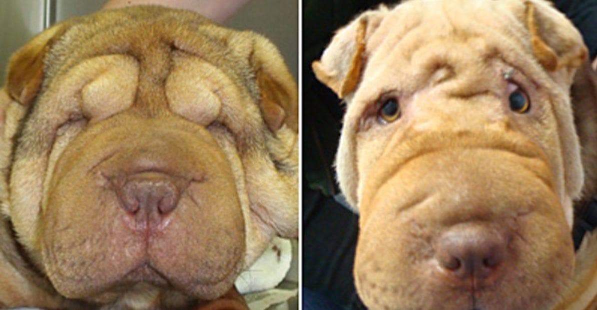 People Make Animals Undergo Plastic Surgery And It's As Horrific As You ...