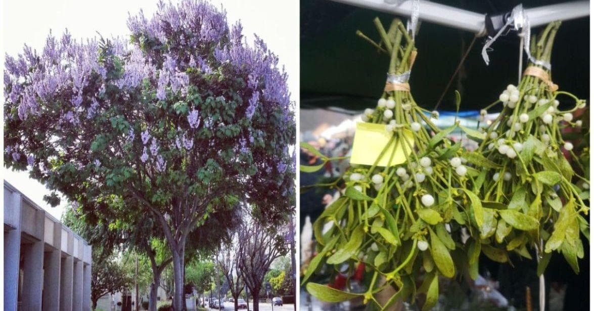 Secrets Of Ethnobotany, Revealed