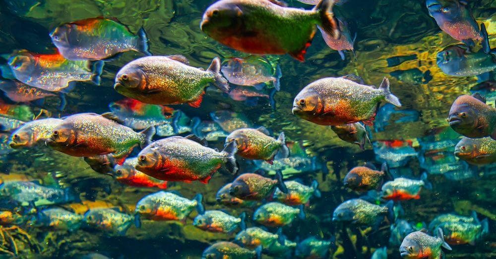 9 Best Movies About Piranhas, Ranked By Fans