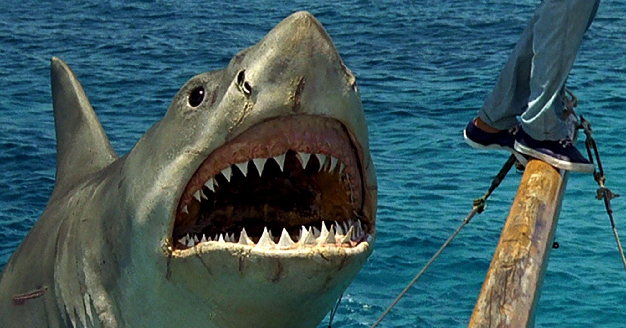 Interesting Details From Shark Movies That Really Bite