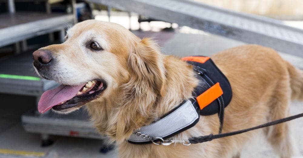 The 5 Best Movies About Service Dogs, Ranked By Fans