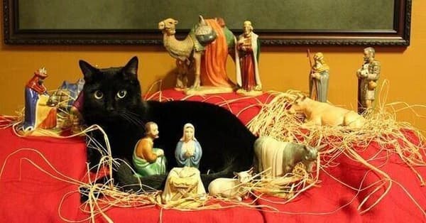 Cats in Nativity Scenes | Funny Cat Christmas Pictures