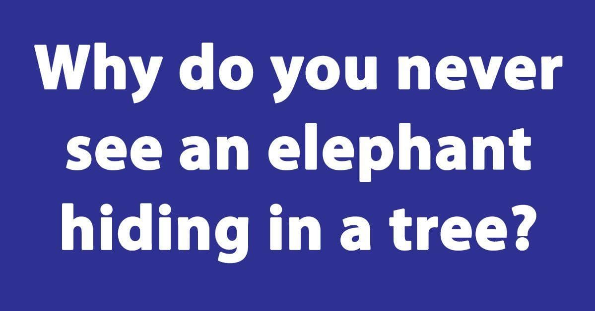 The 25+ Best Animal Jokes, Ranked