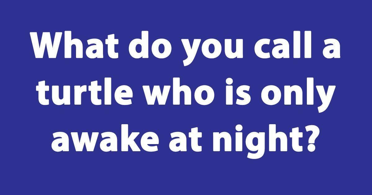 The 24 Best Turtle Jokes, Ranked