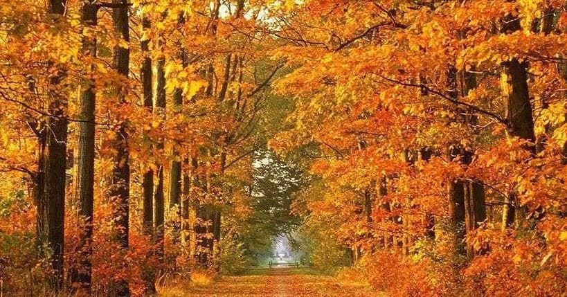 Best Things About Fall | Reasons to Love Autumn