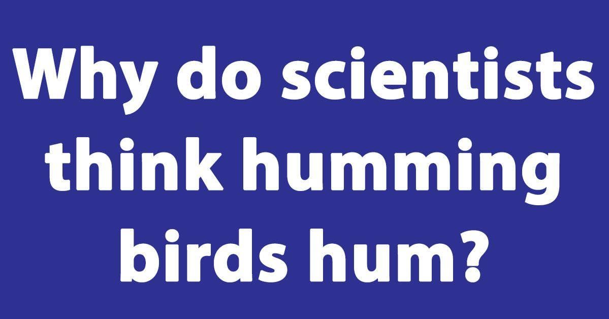 The 25+ Best Bird Jokes, Ranked