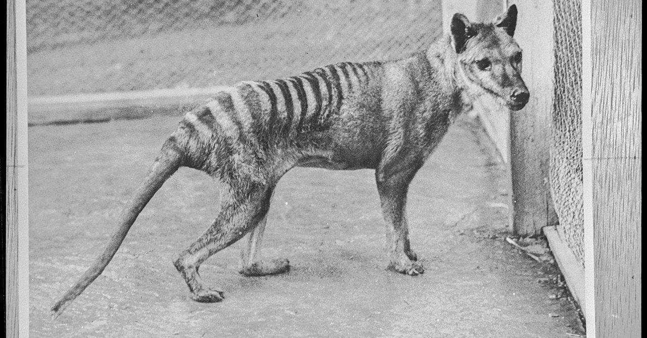 11 Pictures Of Endlings, Possibly The Last Members Of Their Species