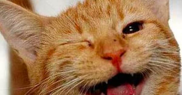 28 Adorable Animals Who Are Winking for the Camera