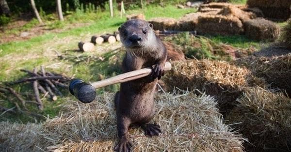 23 Adorable Gifs of Otters Using Tools