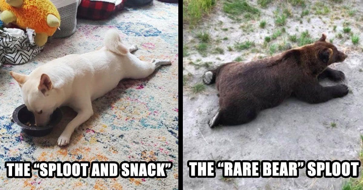 Photos Of Animals "Splooting" That Prove Its The Cutest Position In The ...