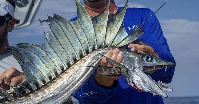 Deep Sea Fish | Scary Fish and Sea Creatures