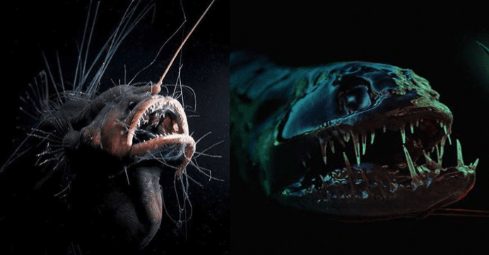 Deep Sea Fish | Scary Fish and Sea Creatures