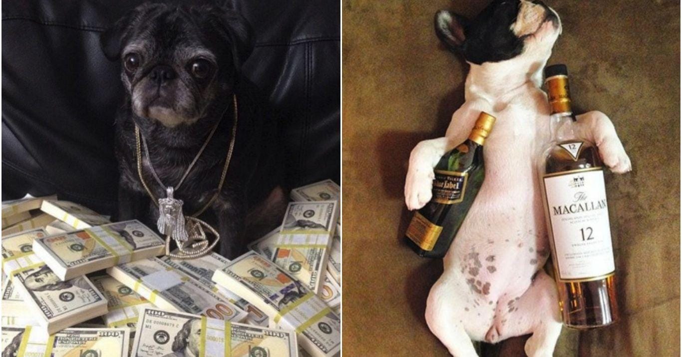 Rich Dogs of Instagram | Spoiled Dog Pictures