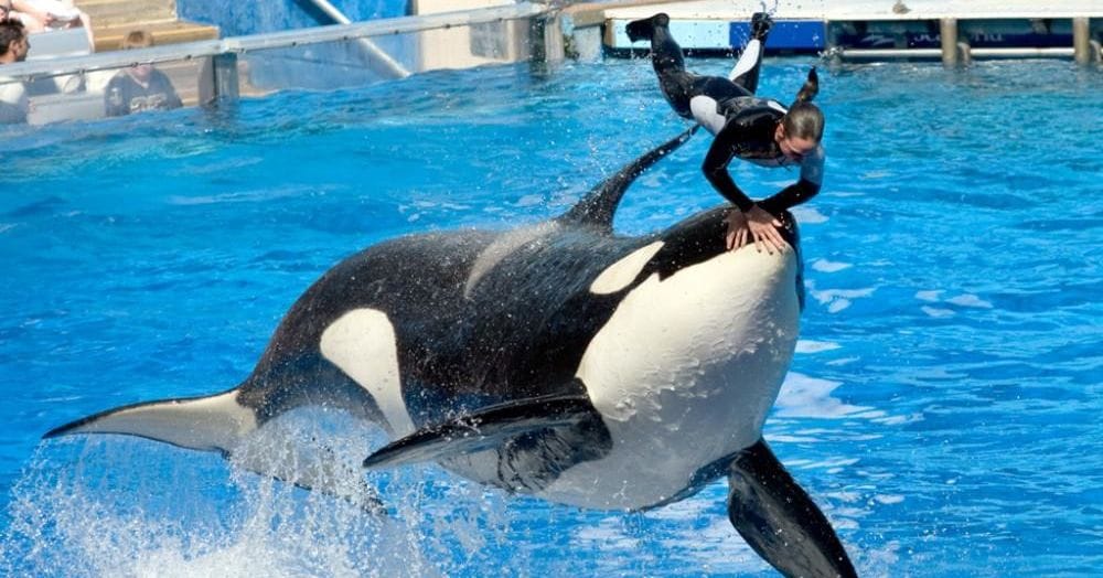 Seaworld Facts | Sea World Secrets and Things You Should Know