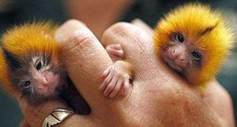 Tiny Animal Pictures | Cute Small Creatures