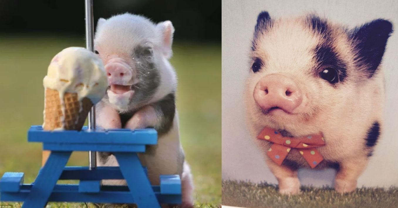 17 Fun Facts You Should Know About Pigs