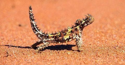 Desert Animals | Creatures That Live in Deserts