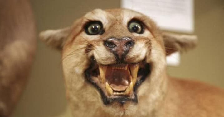 33 Taxidermy FAILs That Are Both Funny and Horrifying
