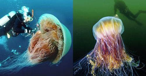 The Most Amazing Jellyfish in the Ocean