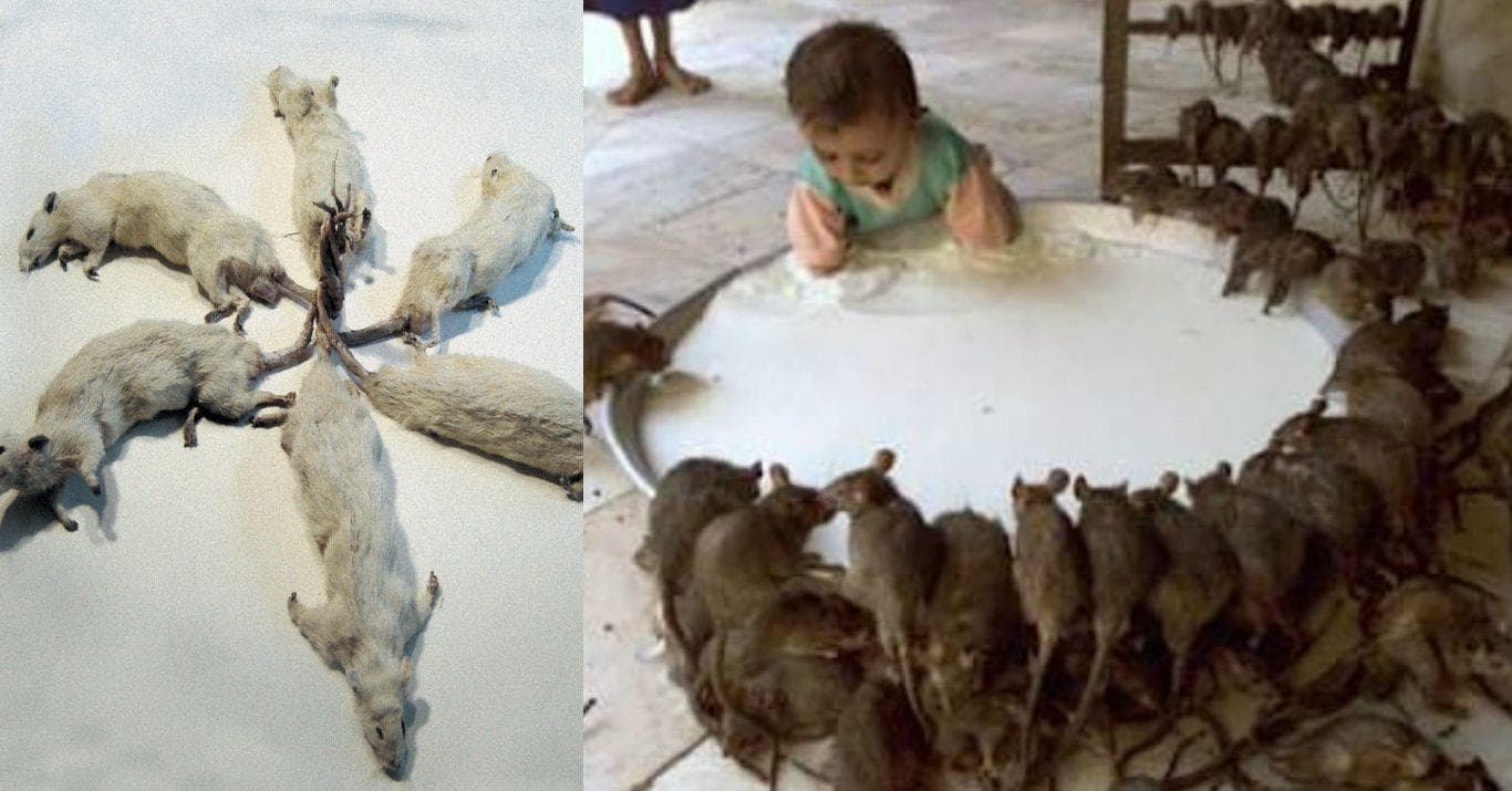 Things You Didn't Know About Rat Kings