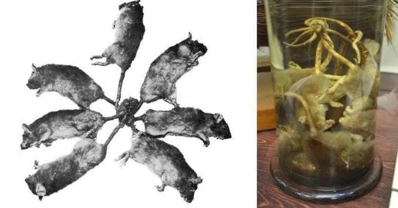 Things You Didn't Know About Rat Kings