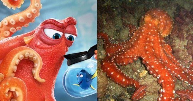What the Species in Finding Dory Look Like in Real Life