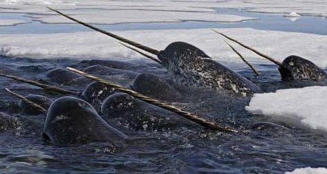 Gnarly Things You Didn't Know About Narwhals