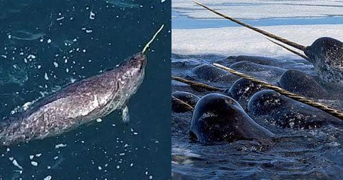 Gnarly Things You Didn't Know About Narwhals