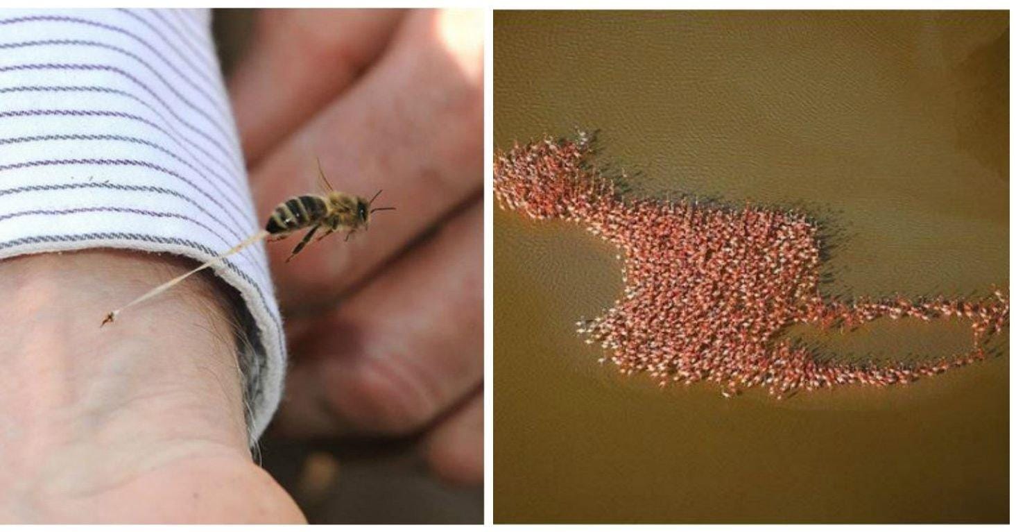 20 Magical "Once in a Lifetime" Photos Taken at the Perfect Time