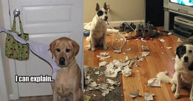 The Funniest "Caught in the Act" Photos Ever