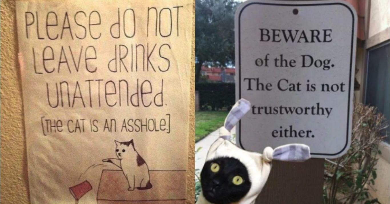 22 Funny "Beware of Cat" Signs to be Taken Seriously