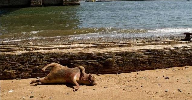 11 Crazy, Creepy Things People Have Found in Rivers (Some on a Daily