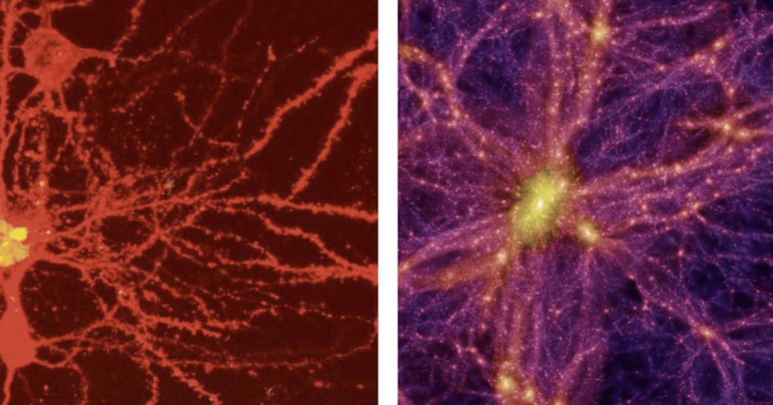 15 Crazy Instances of Self-Similarity in Nature