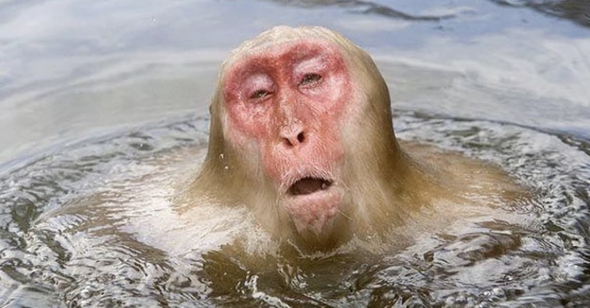 22 Cute Animals That Look Terrifying When They're Soaking Wet