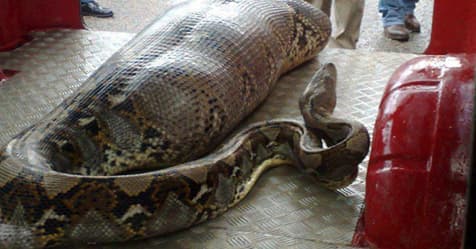 What It's Like to Be Swallowed Whole by an Anaconda
