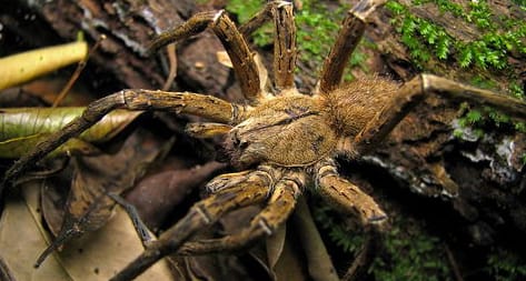 13 Disturbing Spider Facts That Will Make You More Scared of Them