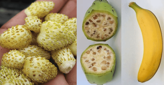 20 Common Fruits Vs Their Undomesticated Forms (Photos)