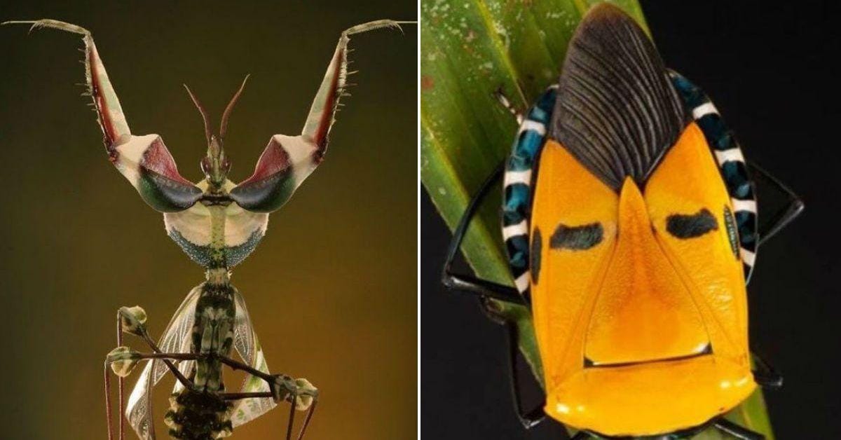Crazy-Looking Exotic Insects